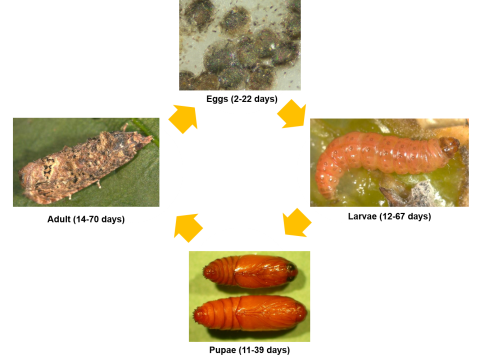 Be on the lookout for False Codling Moth and other caterpillars