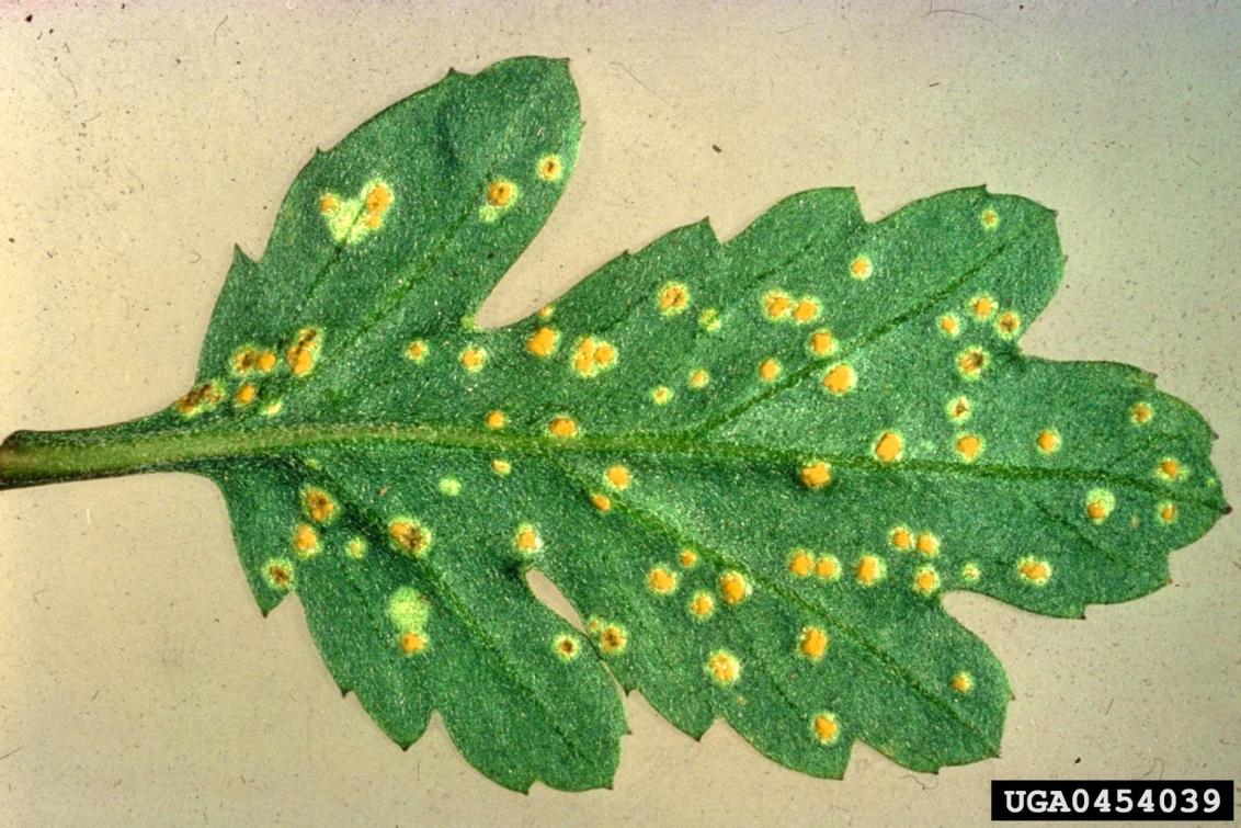 Rust diseases in ornamentals
