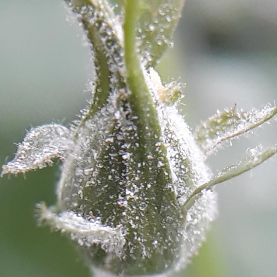 Ornamental Flowers Pests and Diseases
