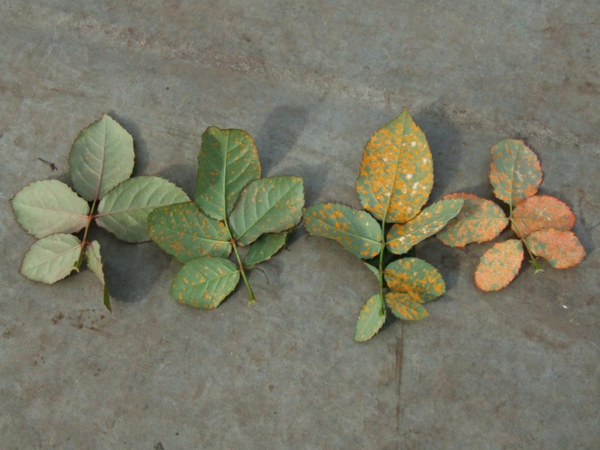 Rust: life cycle